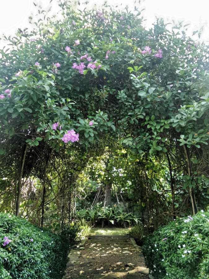 Garlic Vine Flower or Mansoa Alliacea. Close Ups Stock Photo - Image of ...