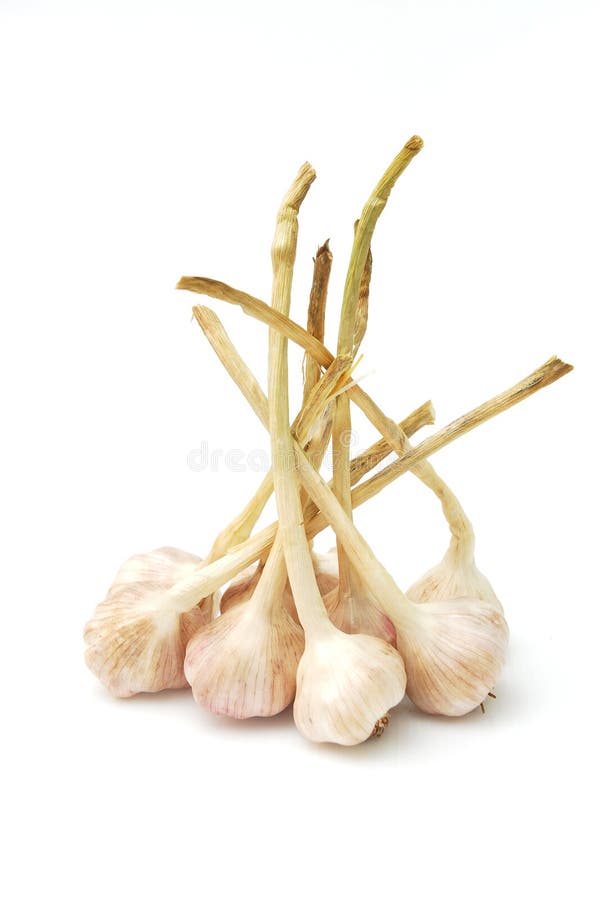 Garlic on white background stock image. Image of bulb - 136823711