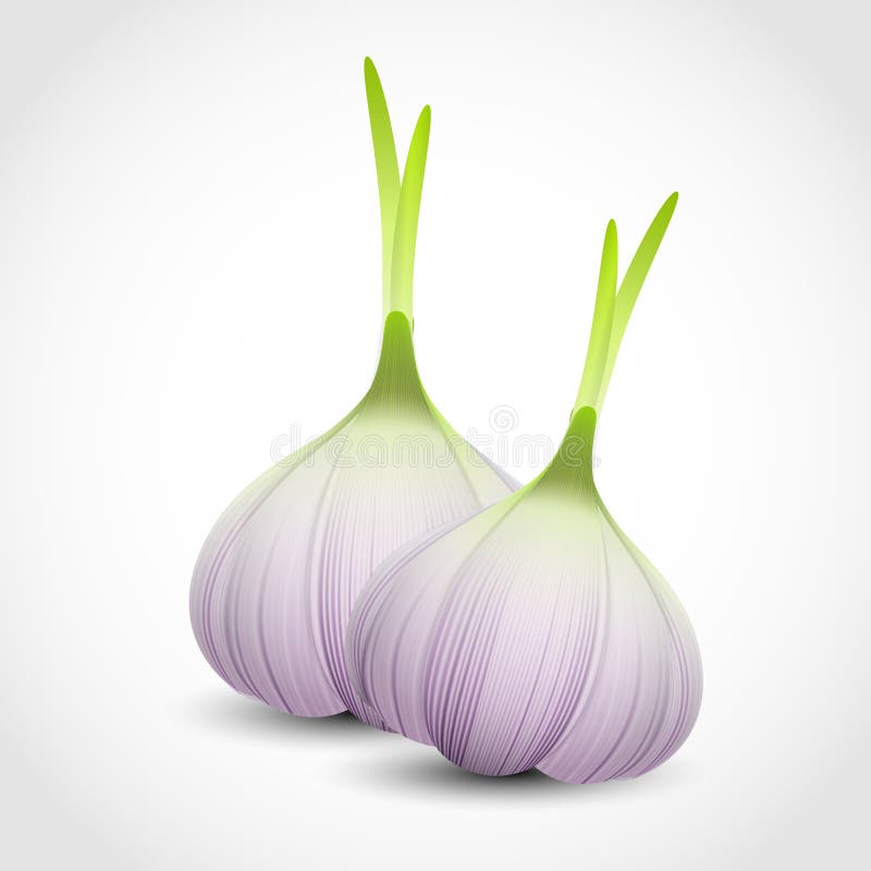 Garlic on white background stock vector. Illustration of nutrition ...