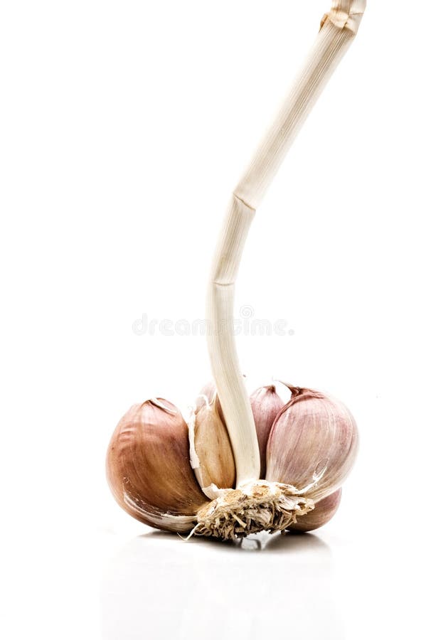 Garlic On White Background Picture. Image: 5431671
