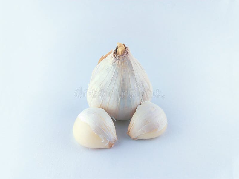 Garlic on white background stock image. Image of base - 130870299