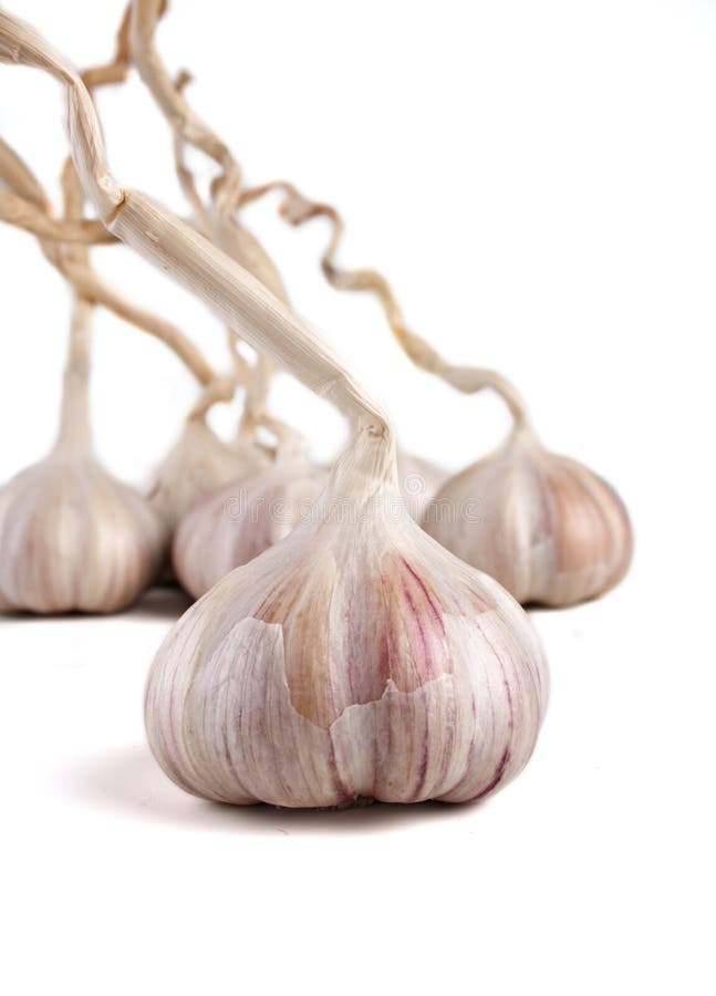 Garlic stock photo. Image of organic, healthy, food, nature - 51665686