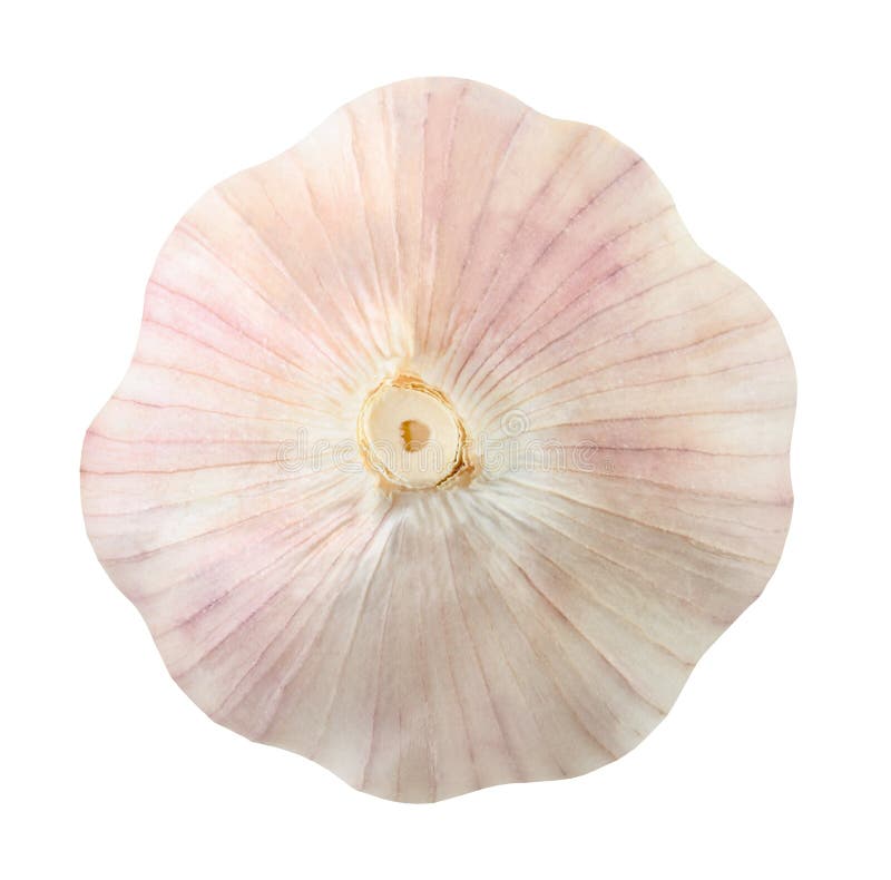 Garlic Whole Head Top View Isolated on White Background with Clipping ...