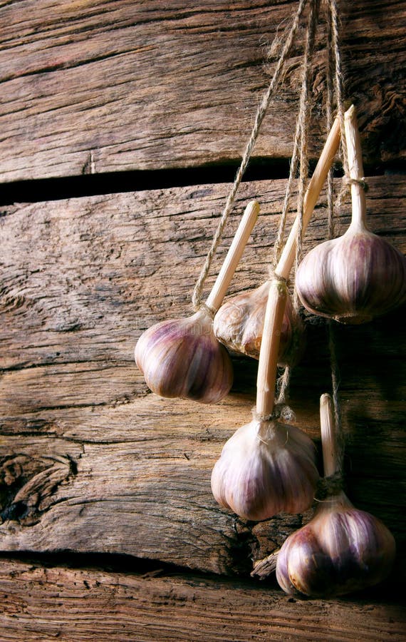 Garlic strand stock image. Image of basket, plant, italian - 55595601