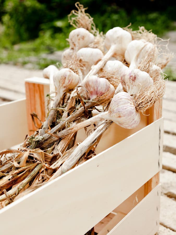 Garlic in a wooden crate stock image. Image of organic - 22357871