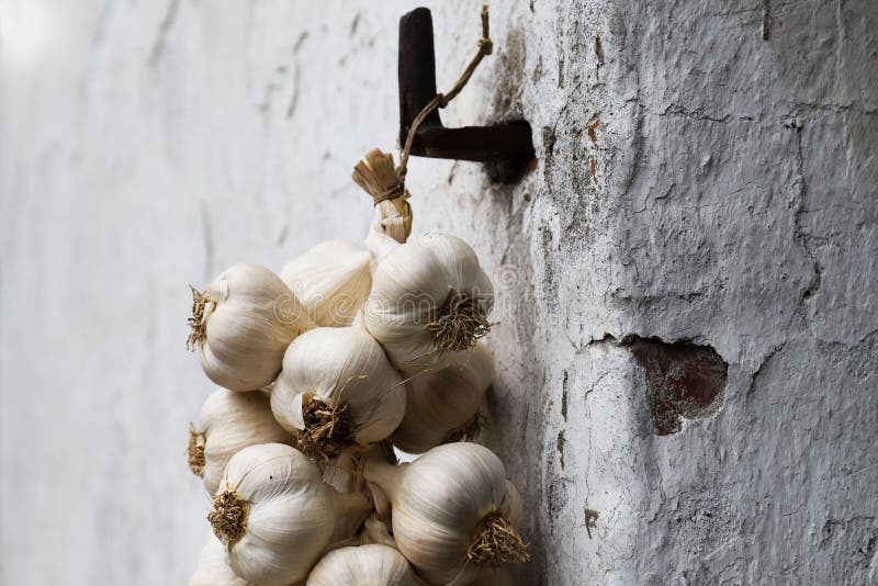 Garlic wreath stock photo. Image of garlic, table, vegetables - 157472128