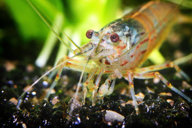 Zoetwater garnalen stock afbeelding. Afbeelding bestaande uit zoetwater ...