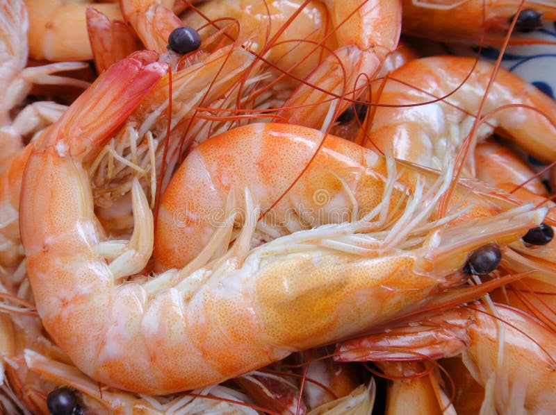 Garnela zdjęcie stock. Obraz złożonej z horyzontalny - 27689016