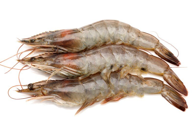 Garnele stockbild. Bild von kulinarisch, diät, küche - 26518633