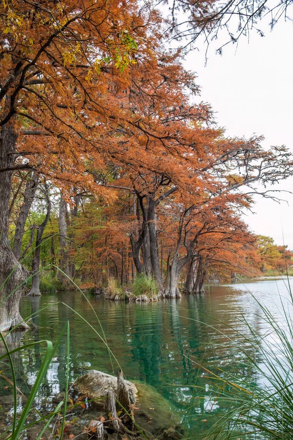 Garner State Park Cypress Trees Turning for Winter Stock Photo - Image ...