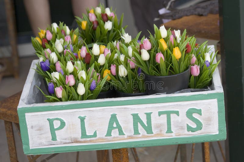 Garnering fotografering för bildbyråer. Bild av dekor, fjäder - 746317