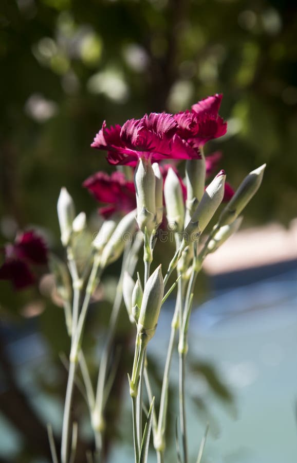 Garnet Carnations in the Garden Stock Photo - Image of natural, garnet ...