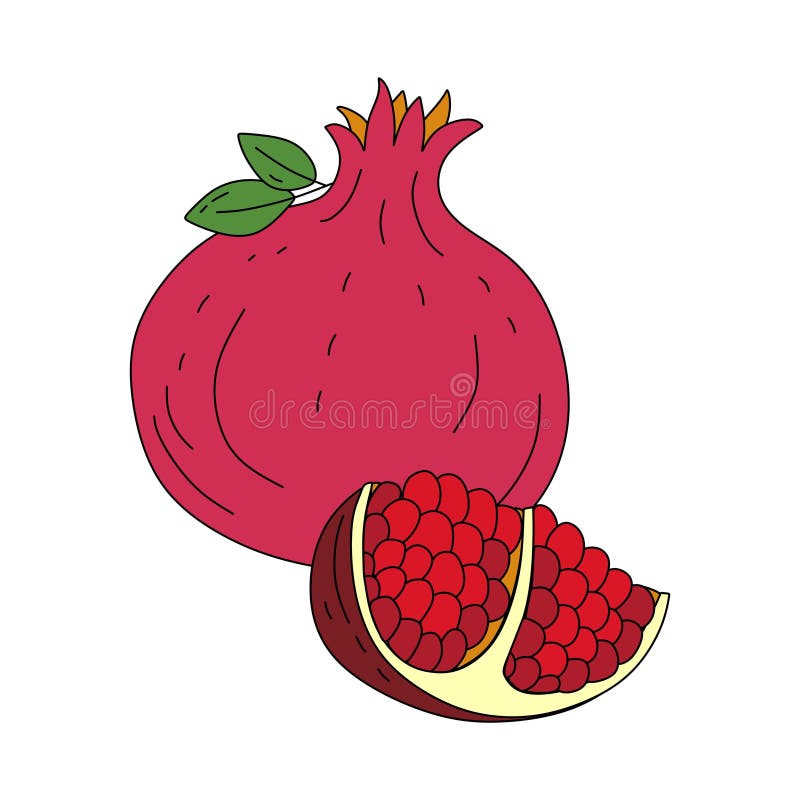 Garnet Doodle Vector Color Illustration Isolated on White Background ...