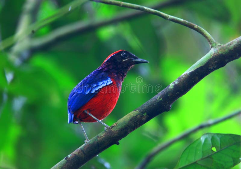 Garnet Pitta foto de archivo. Imagen de bosque, pita - 42168946