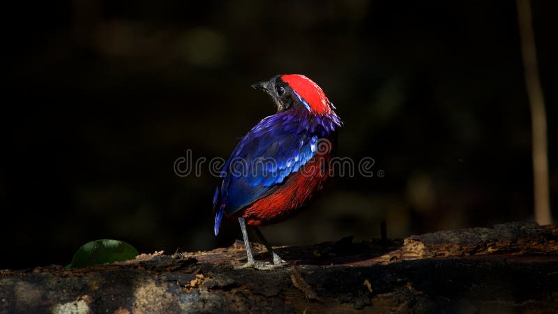 Garnet Pitta stock photo. Image of blue, garnet, pitta - 74991734