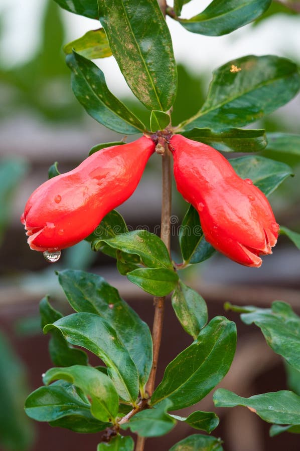 Garnet red flowers stock image. Image of environment - 29522725