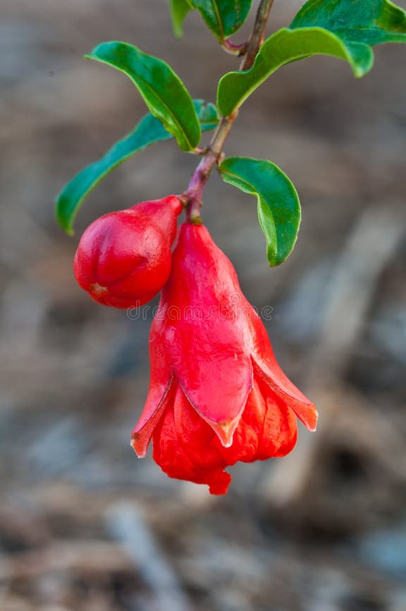 Garnet red flowers stock image. Image of close, food - 29917811