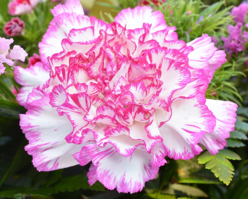 Garofani Colourful Nel Mercato Del Fiore, Bangkok, Tailandia Fotografia ...