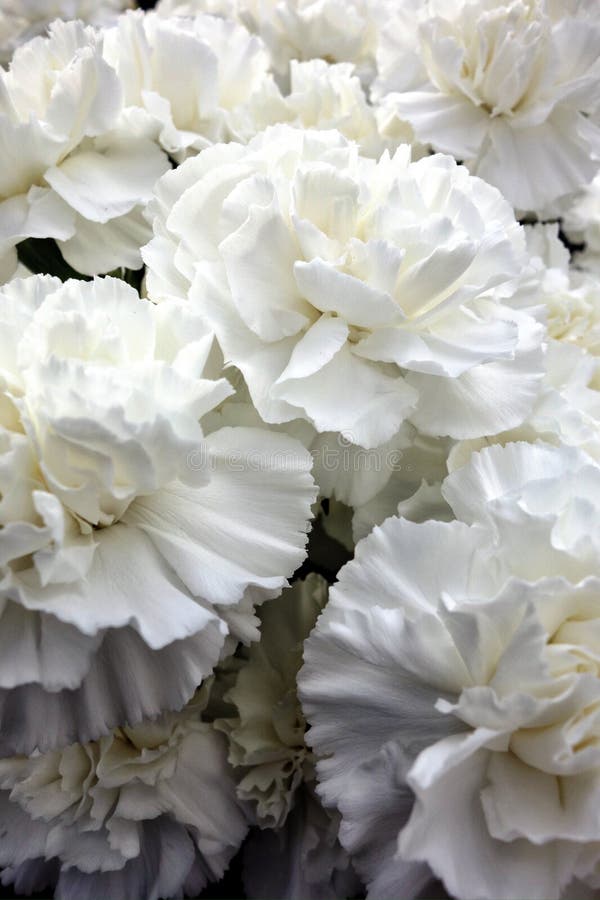 Garofani bianchi fotografia stock. Immagine di bianco - 50812500