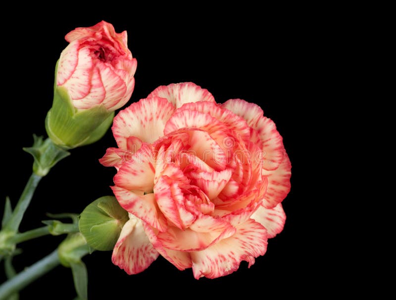 Garofano immagine stock. Immagine di macro, petali, germoglio - 13419055