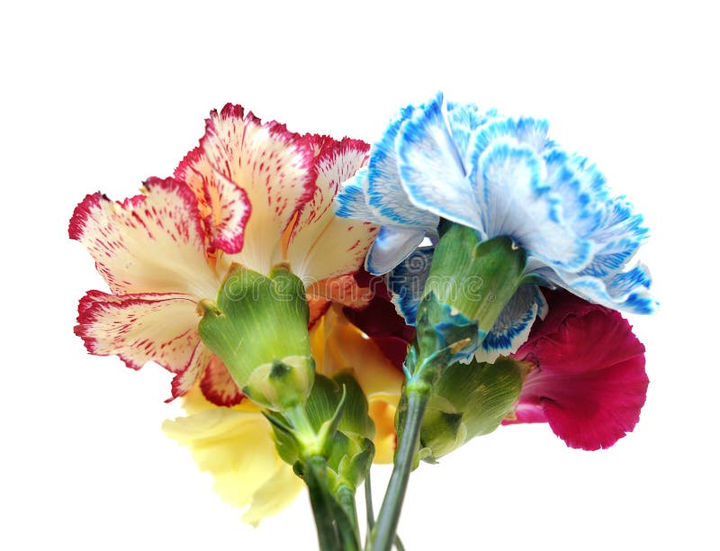 Garofano blu fotografia stock. Immagine di giallo, floreale - 32391230