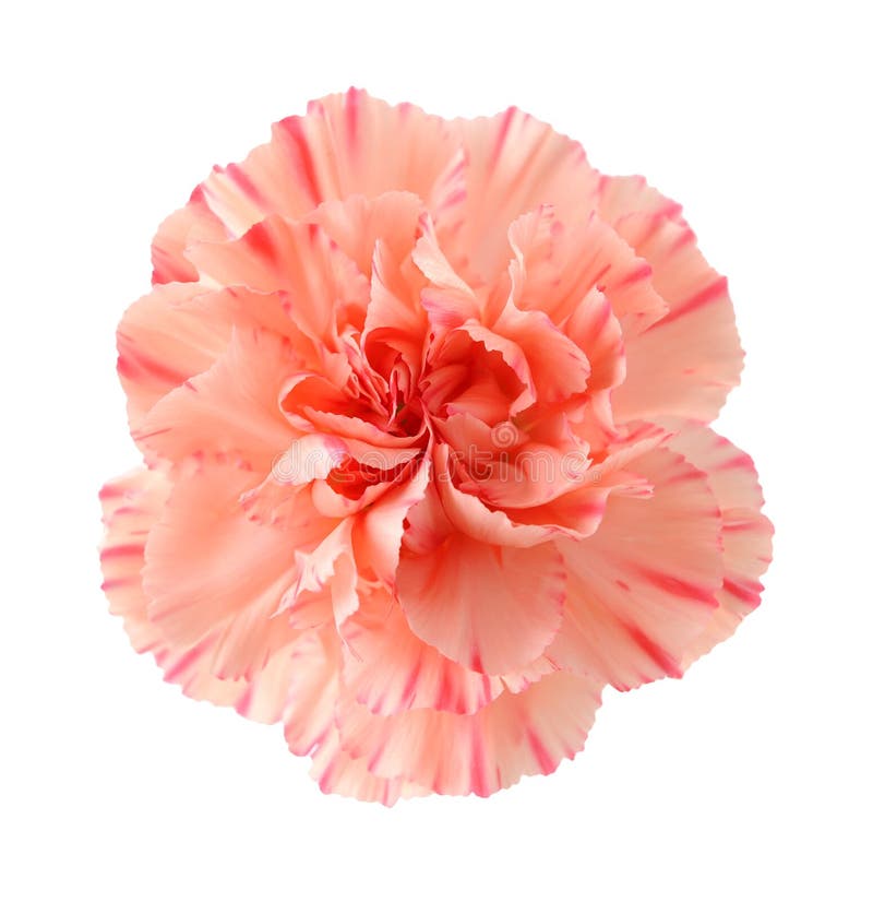 Garofano Color Crema Arancio Immagine Stock - Immagine di floreale ...