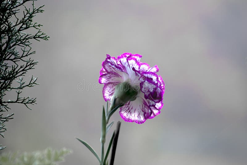 Garofano stock photo. Image of wtfpl, copyrightfree, carnation - 84935786