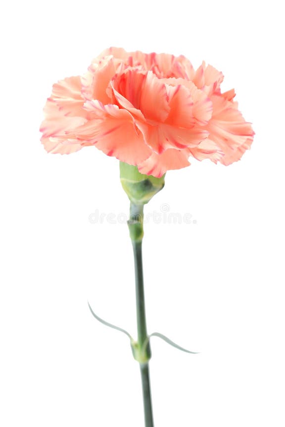 Garofano Color Crema Arancio Immagine Stock - Immagine di floreale ...