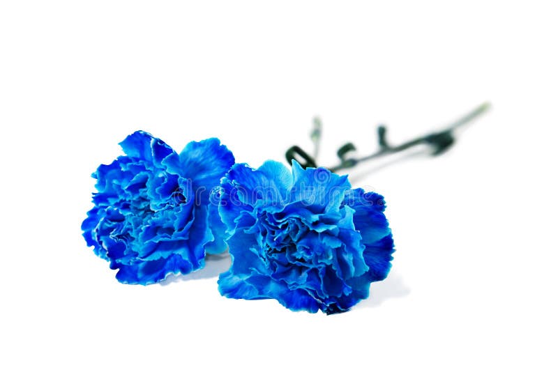 Garofano blu immagine stock. Immagine di bello, fioritura - 29511165