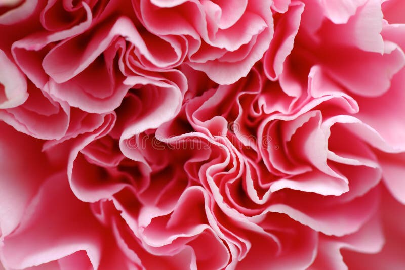 Garofano rosa fotografia stock. Immagine di sole, profilo - 36226038