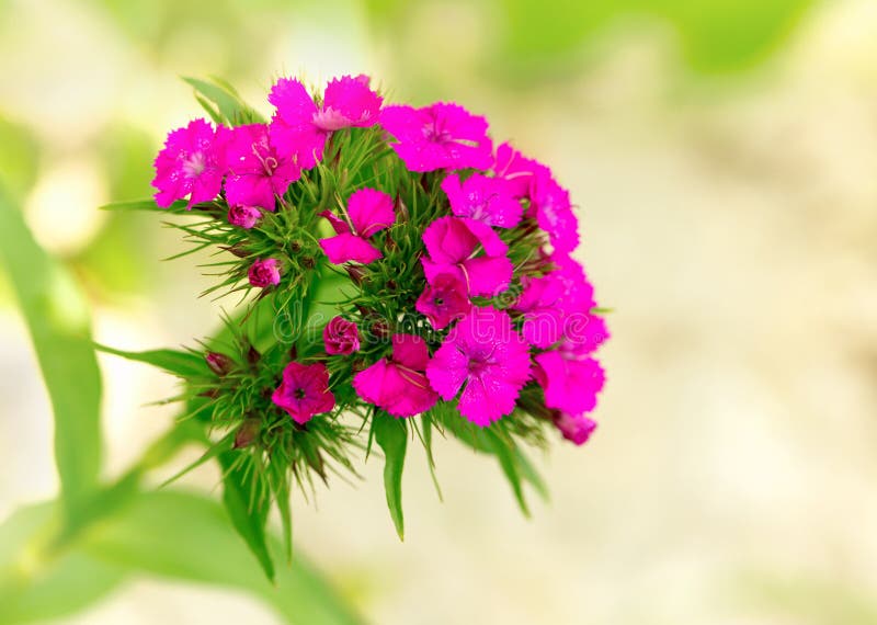 Garofano (rose) fotografia stock. Immagine di florescenza - 64242728