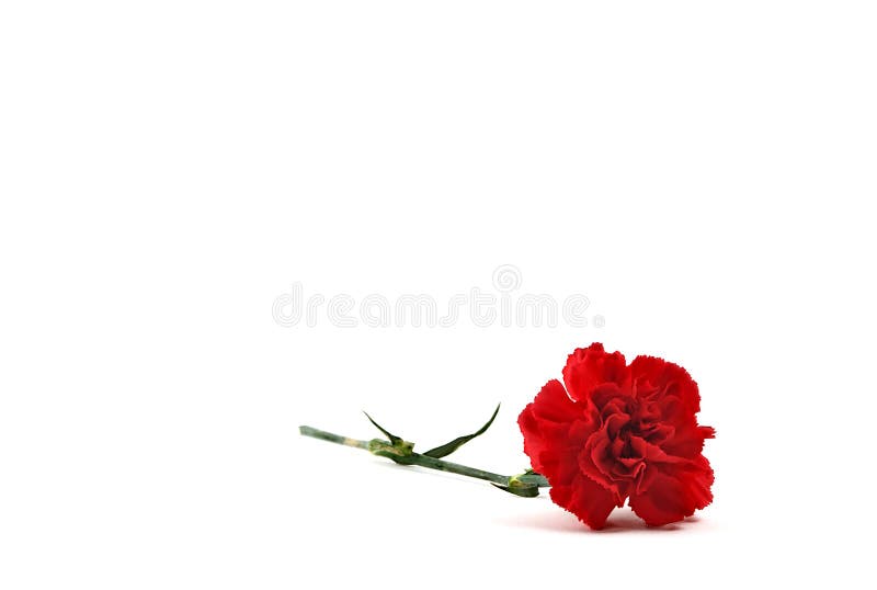 Garofano rosso fotografia stock. Immagine di garofano - 12404262