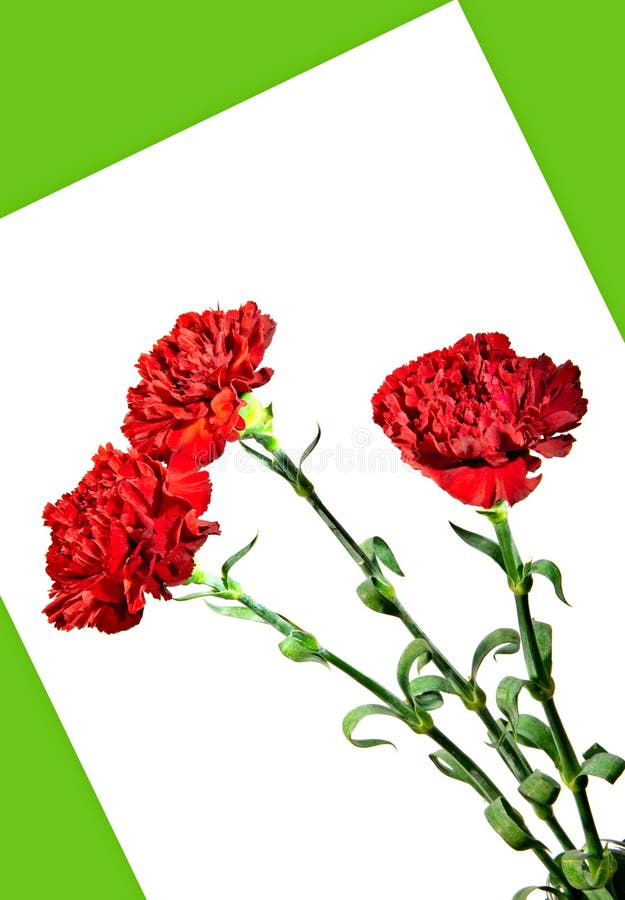 Garofano rosso fotografia stock. Immagine di scarlatto - 18133026