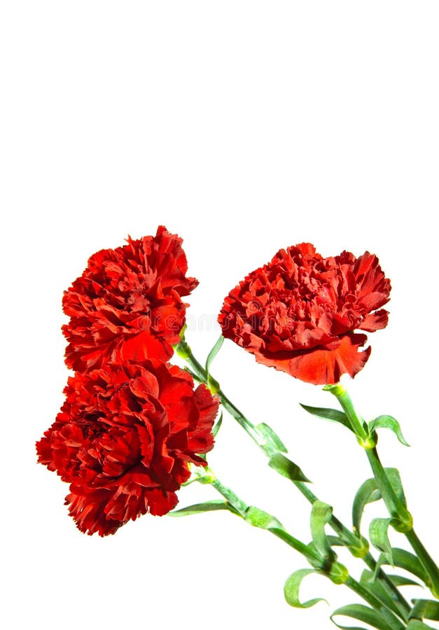 Garofano rosso fotografia stock. Immagine di scarlatto - 18133026