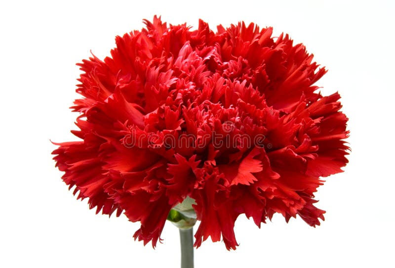 Garofano rosso immagine stock. Immagine di chiusura, garofano - 21490973