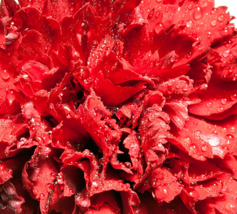 Garofano rosso immagine stock. Immagine di fiore, macro - 23661367