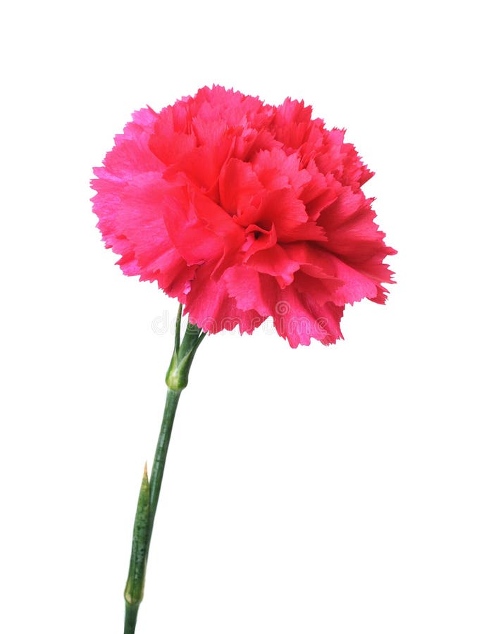 Un garofano arancio immagine stock. Immagine di fiore - 33854929