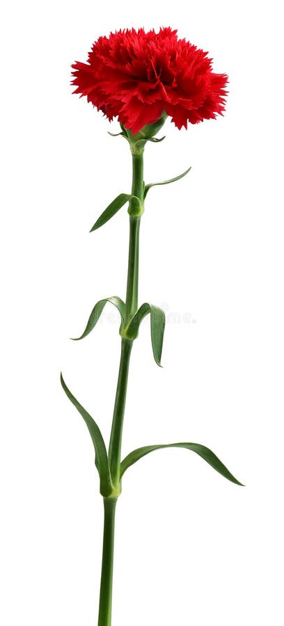 Garofano rosso immagine stock. Immagine di foglio, fiore - 32849089