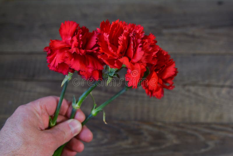 Garofano rosso fotografia stock. Immagine di mano, fiore - 53864506
