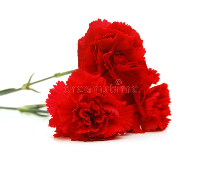 Garofano rosso immagine stock. Immagine di bianco, immagine - 66861339