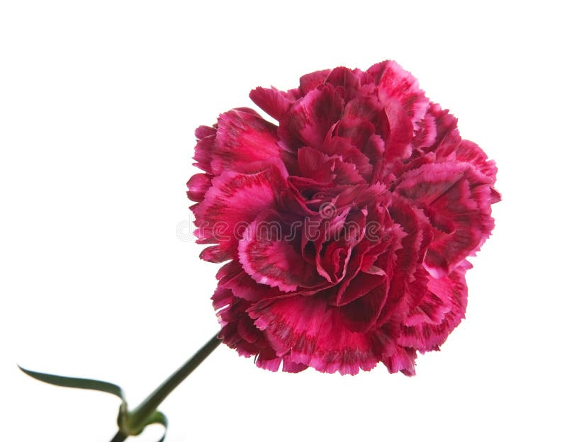 Garofano rosso scuro immagine stock. Immagine di pianta - 16985189