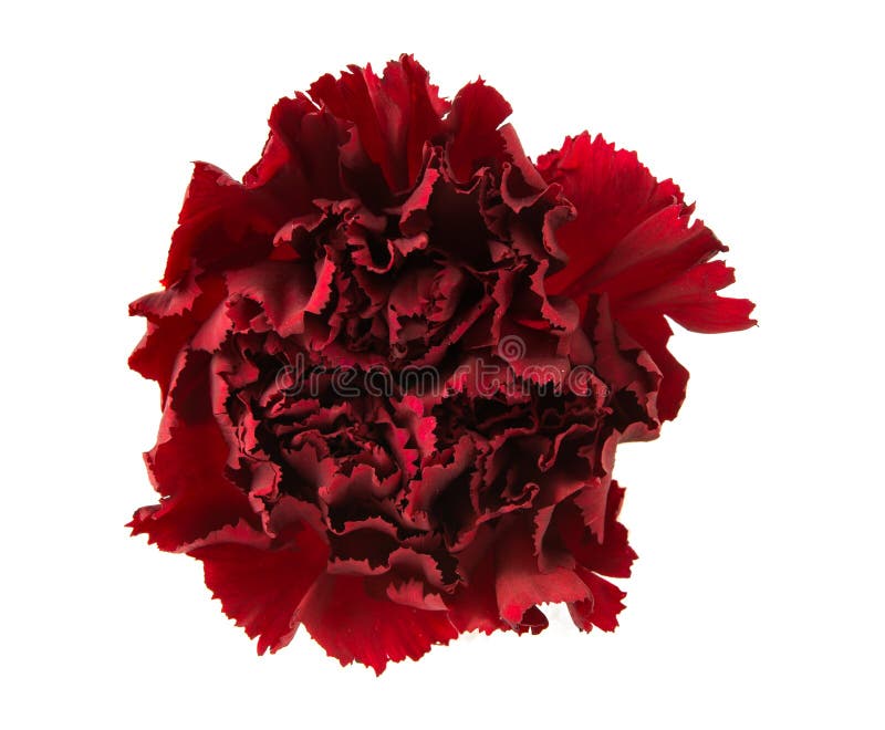 Garofano rosso scuro fotografia stock. Immagine di amore - 30779144