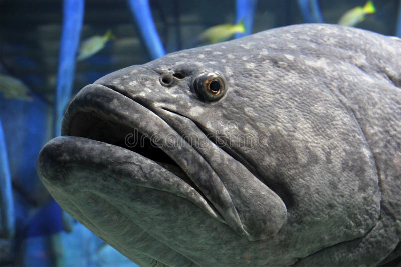 Garoupa imagem de stock. Imagem de olho, marinho, garoupa - 12441423