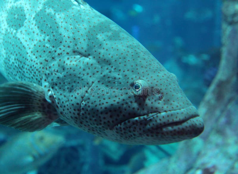 Garoupa-malabar, Boca Fechada Foto de Stock - Imagem de malabar, peixes ...