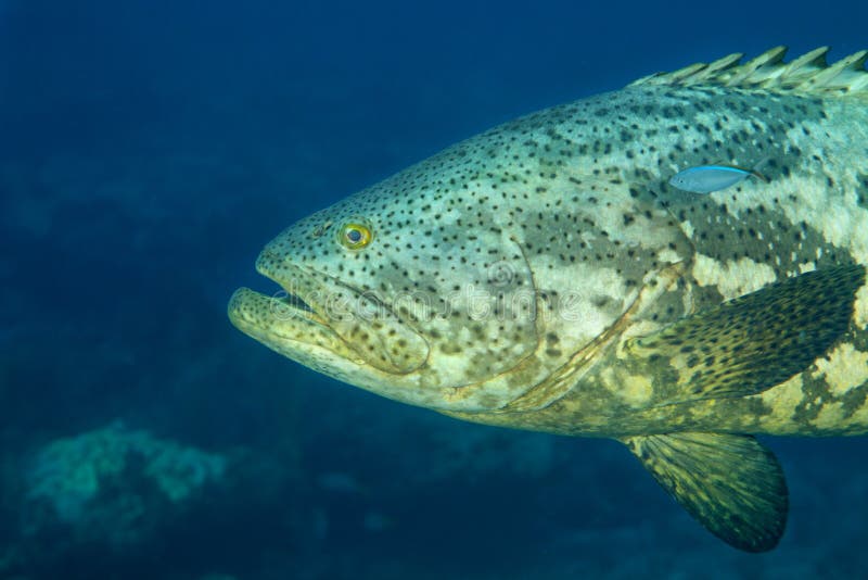 Garoupa gigante foto de stock. Imagem de garoupa, aventura - 14168376
