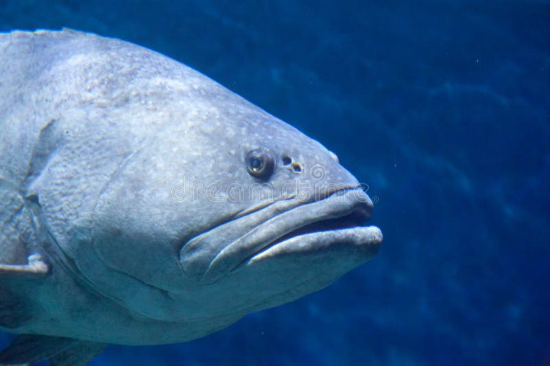 Garoupa imagem de stock. Imagem de peixes, vida, bordos - 39712427