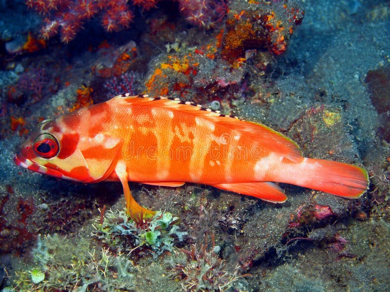 Garoupa imagem de stock. Imagem de garoupa, mergulho - 48766409