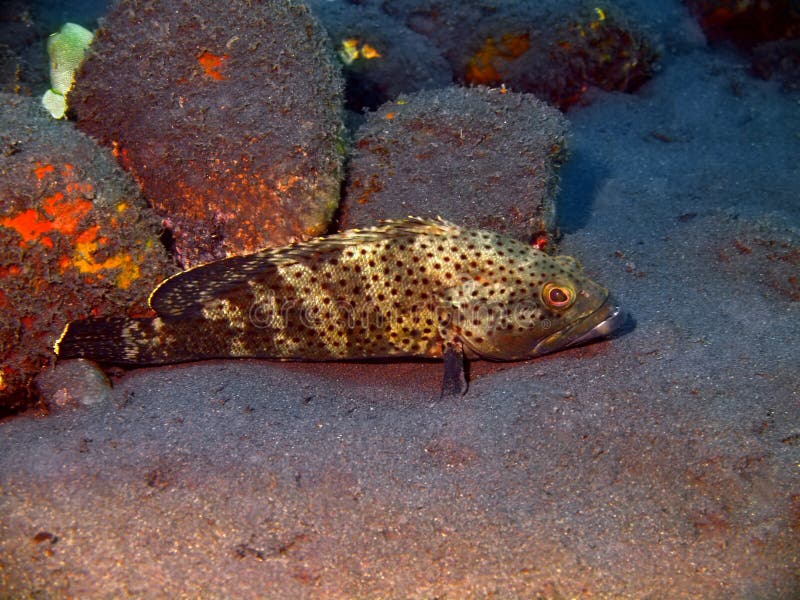 Garoupa foto de stock. Imagem de mergulho, wildlife, mundo - 49160306