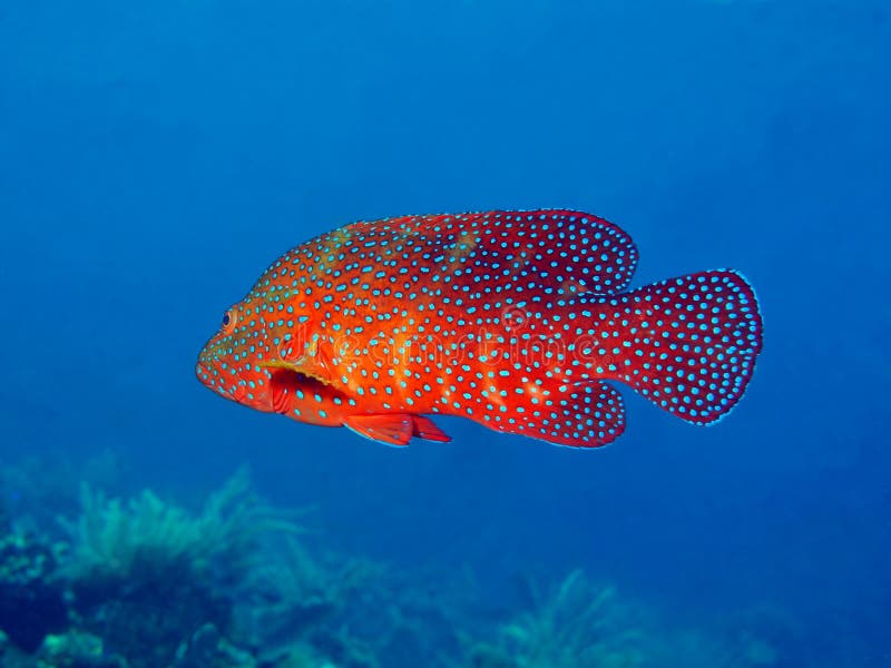 Garoupa imagem de stock. Imagem de garoupa, mundo, peixes - 49287107