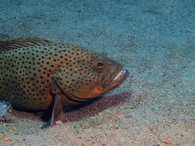 Garoupa imagem de stock. Imagem de garoupa, peixes, oceano - 48020695